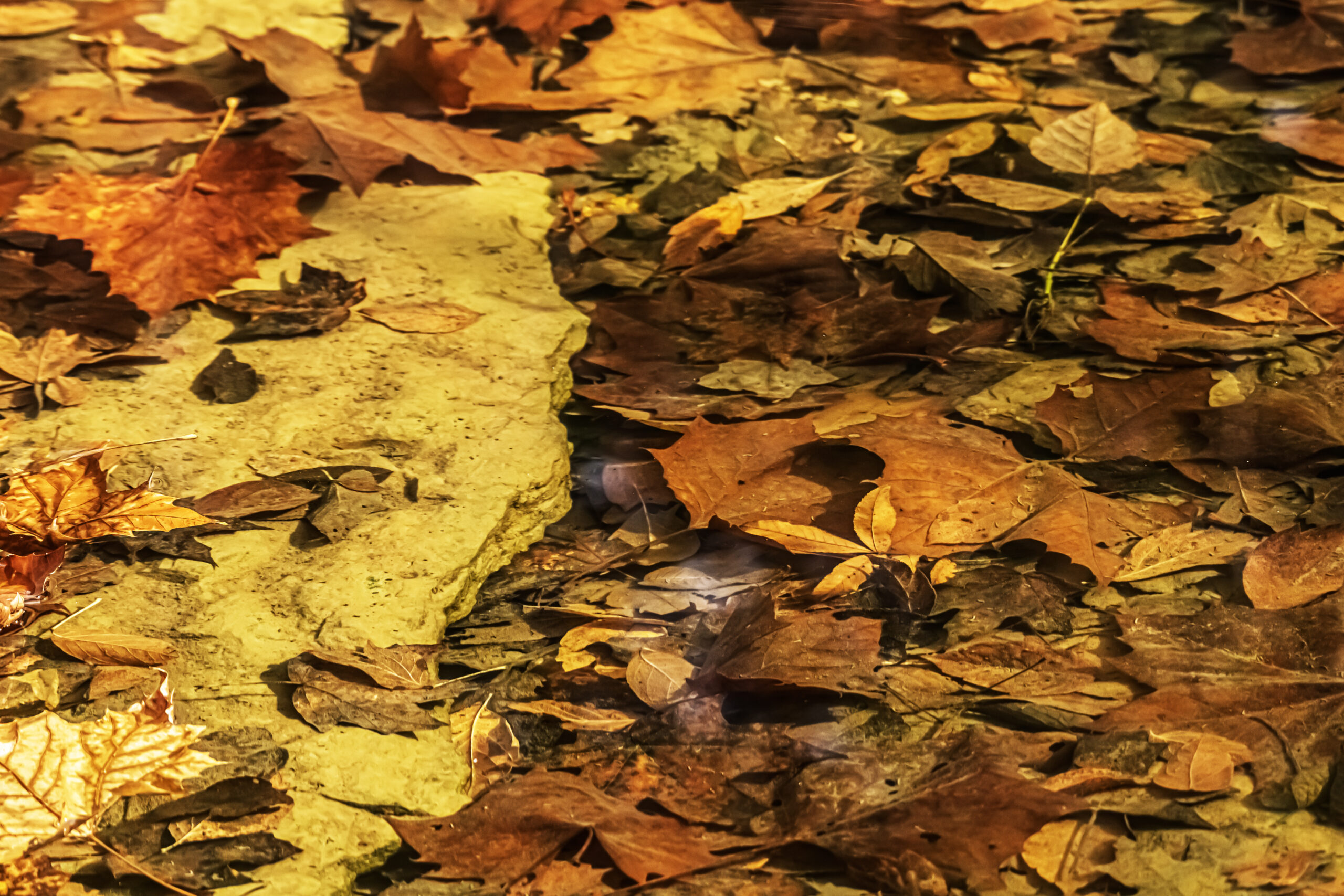 Wednesday Morning Update: 11/13/24 – CIL